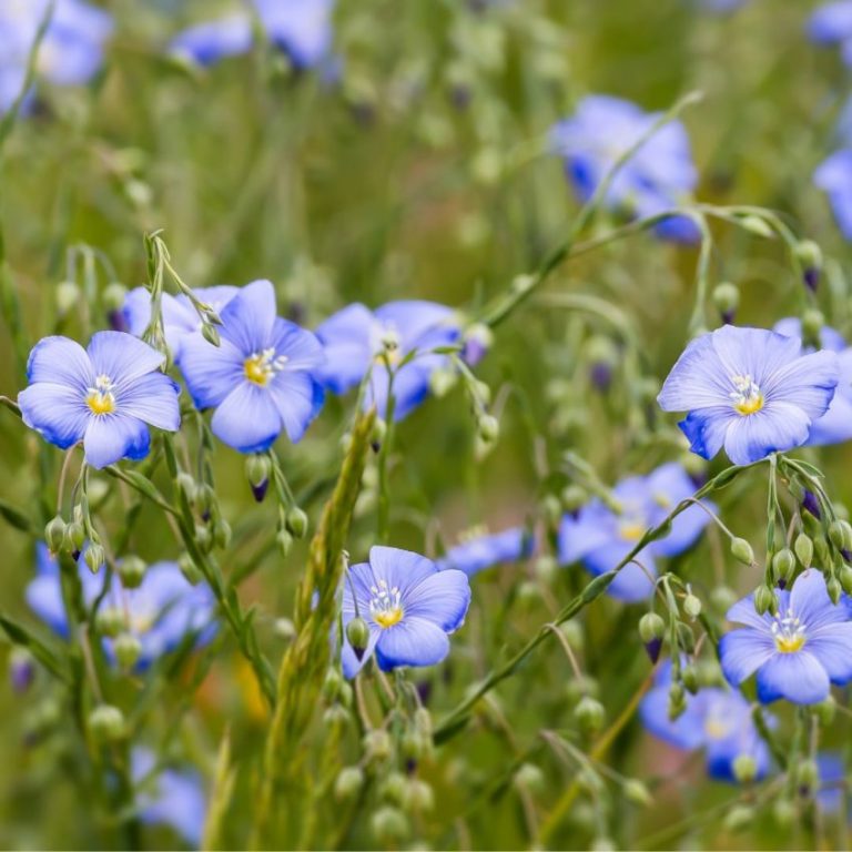 Vêtements en lin : les bienfaits pour l’homme fort - Le journal