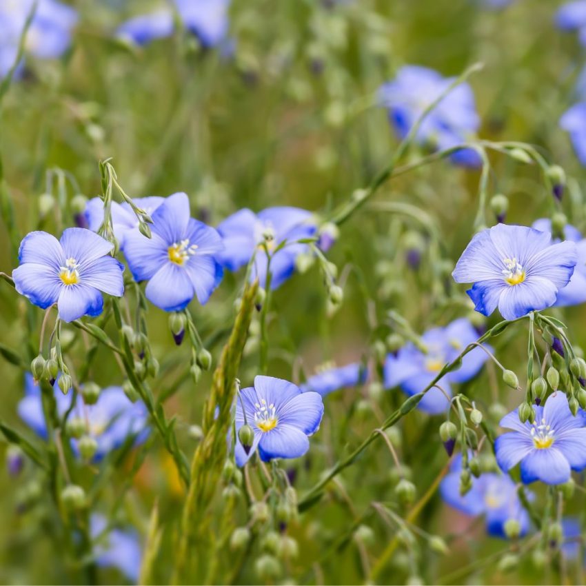 Vêtements en lin : les bienfaits pour l’homme fort - Le journal